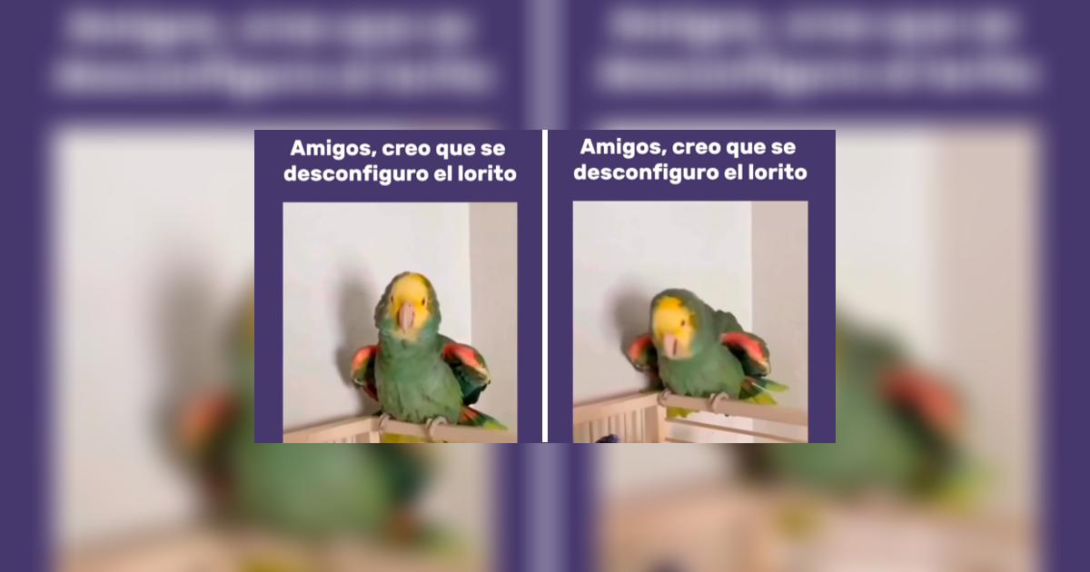 Instagram viral: loro causó sensación por actuar como un perro | Redes ...