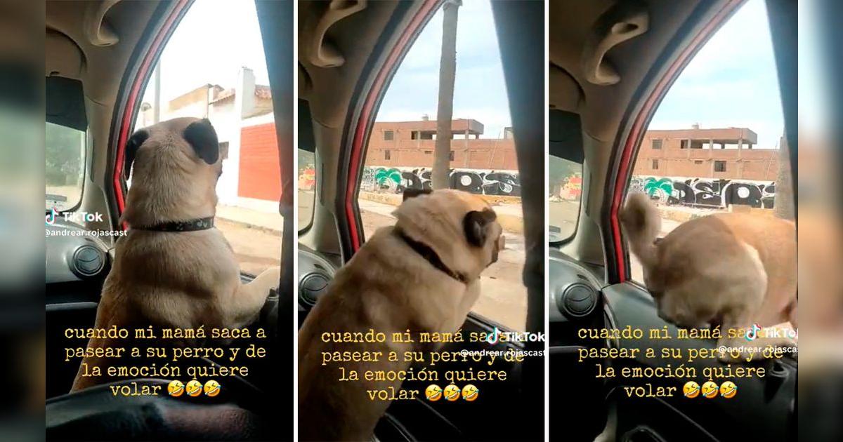 TikTok viral | Perro paseaba en su auto, no contuvo su emoción y saltó ...