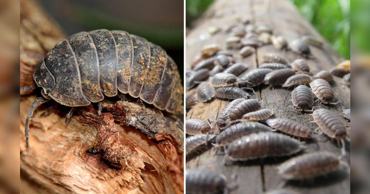 'Chanchitos de tierra’: ¿por qué no debes matarlos si los ves en tu ...
