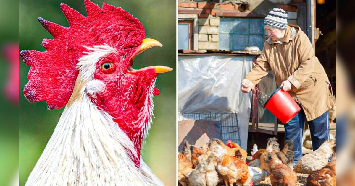 El trágico caso de una adulta mayor asesinada por su gallo: fue hallada ...
