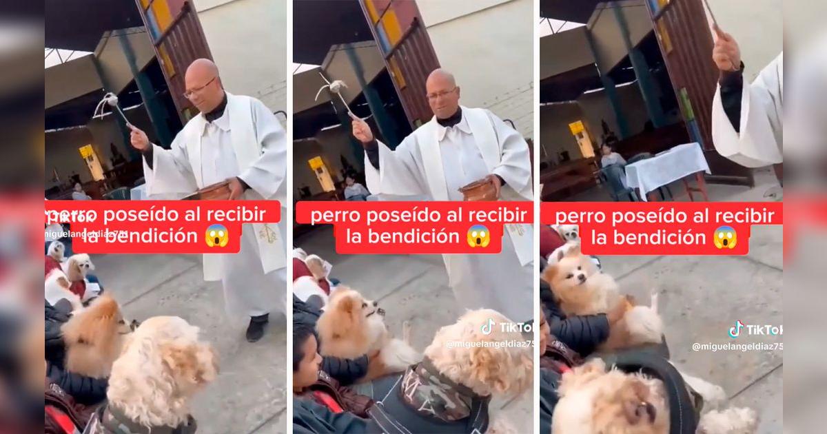 TikTok viral | Padre bendecía a unos perritos, pero uno de ellos es ...