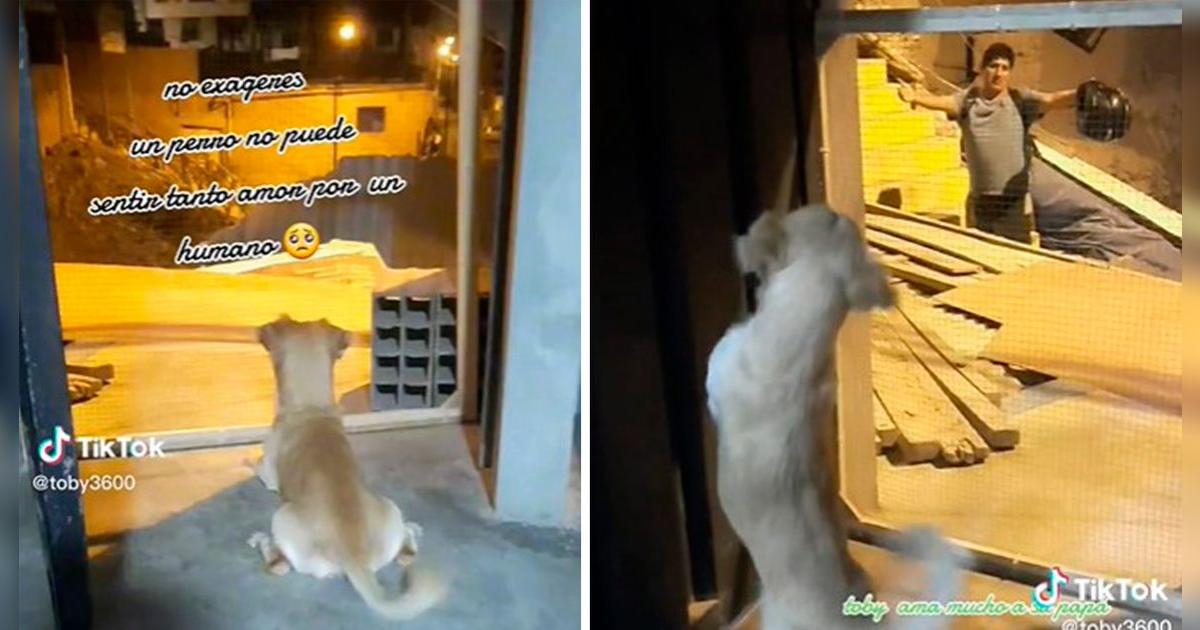 TikTok viral | Tierno perrito se emociona al ver llegar a su dueño y ...