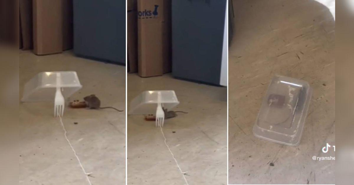 TikTok viral | Ratón protagoniza intensa ‘batalla’ con hombre que ...