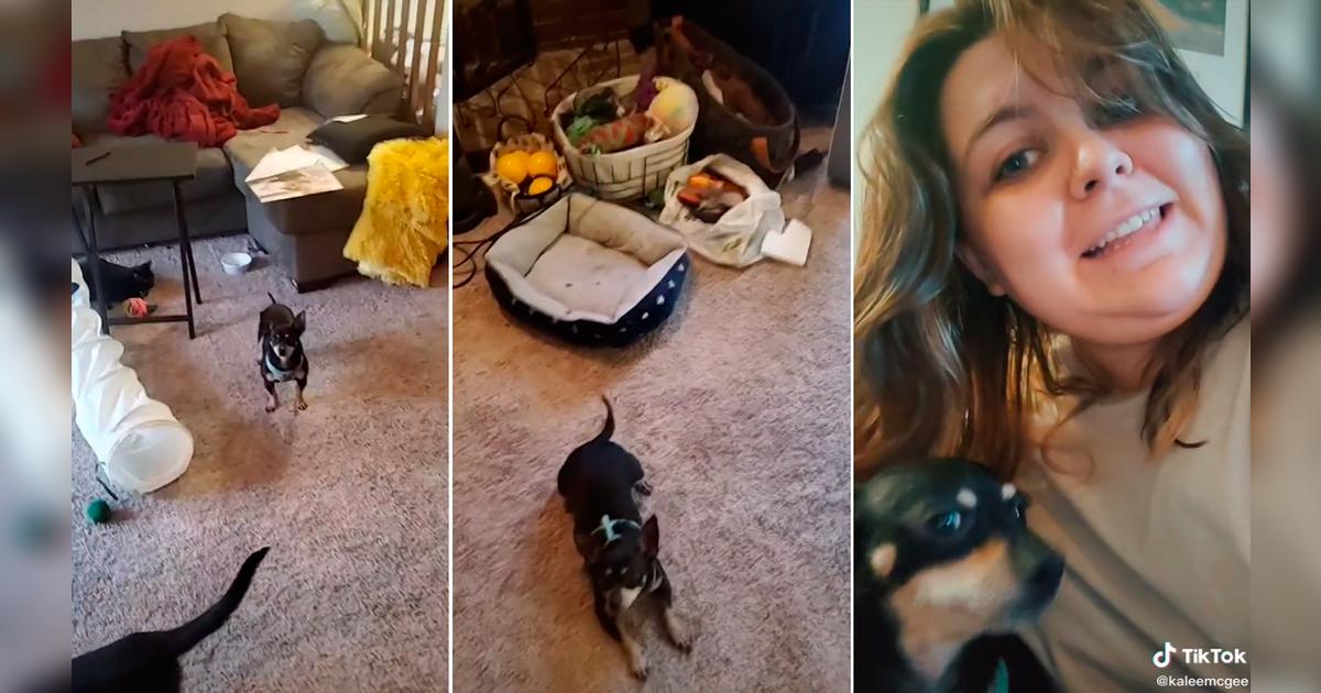 TikTok viral | “El perro no es 'bilingüe'”: Dueña aprende español para ...