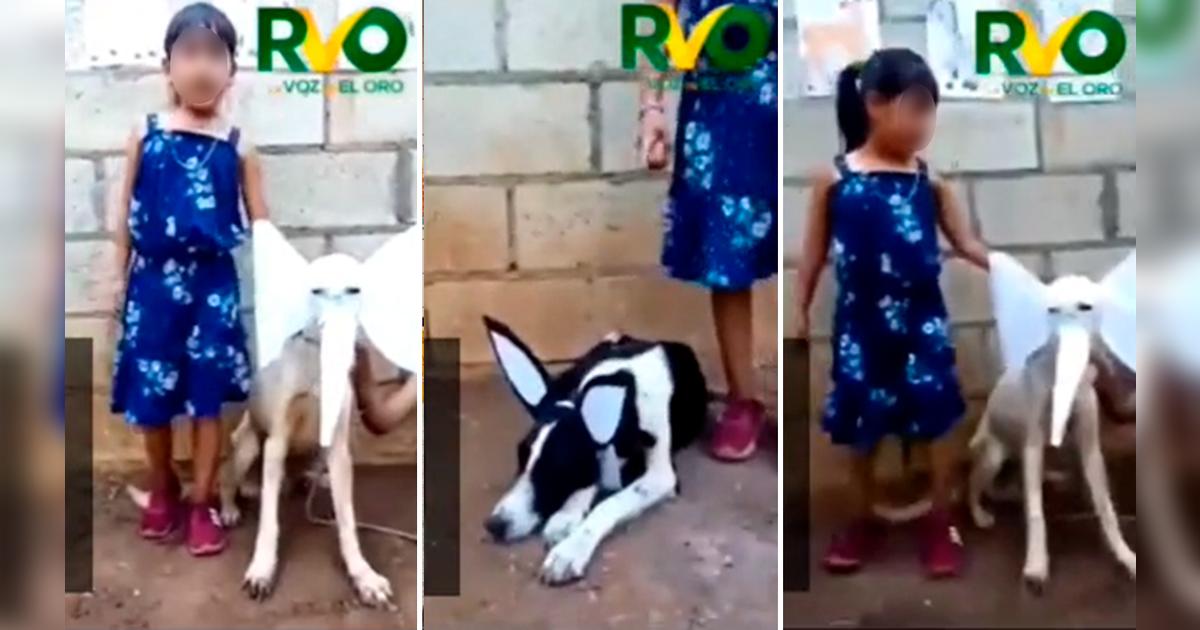TikTok viral | Niña disfraza a sus 2 perros para narrar el cuento del ...