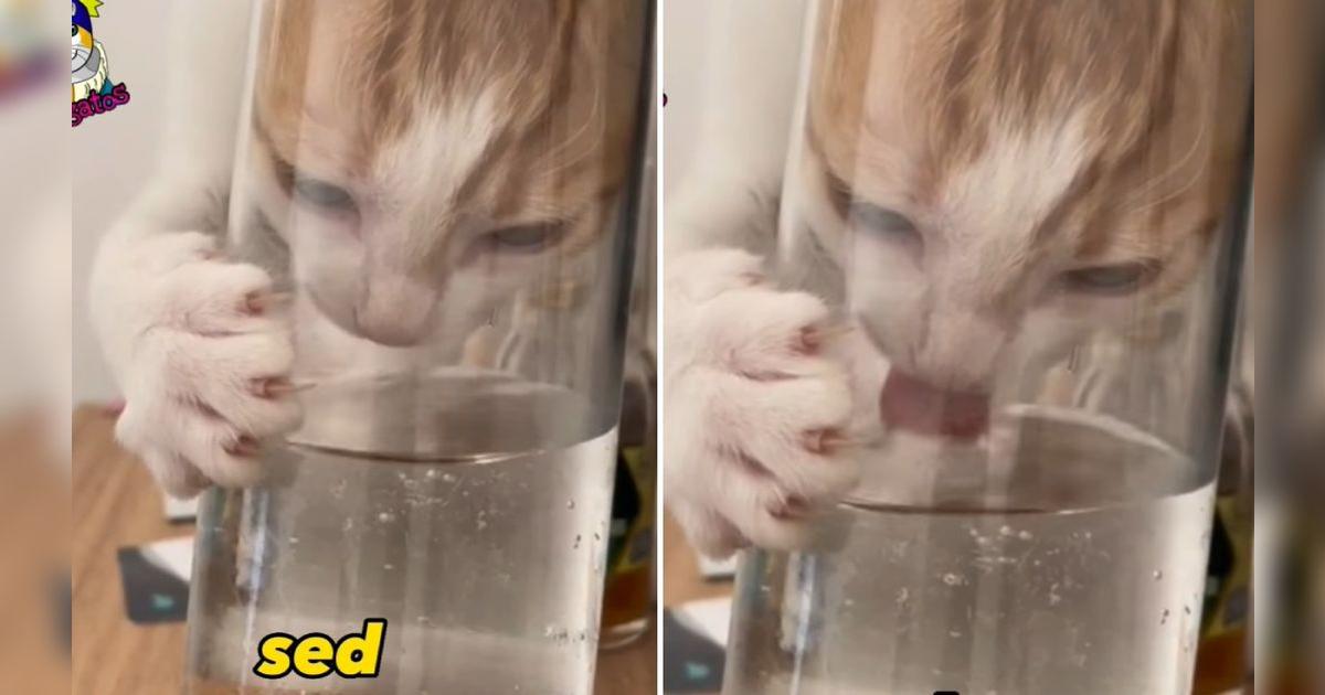 Tiktok viral | Gato sorprende al meter toda su cabeza en un vaso para ...