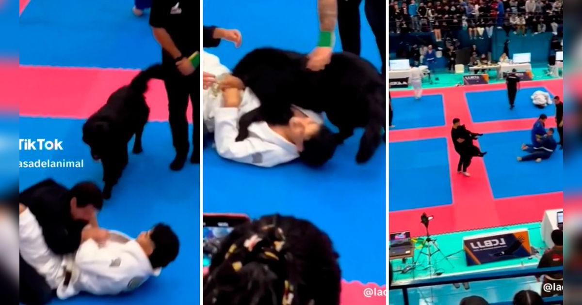 TikTok viral | Perrito interrumpe competencia de jiu-jitsu al ver a su ...