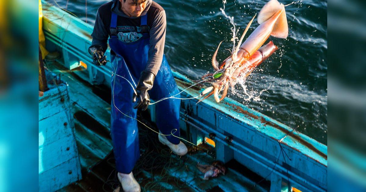 Avances para mejorar la pesca sostenible de la pota en el Perú | Notas ...