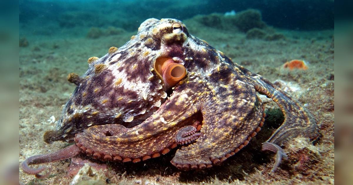 ¿Por qué la madre pulpo da su vida para que nazcan sus crías? | Ciencia ...