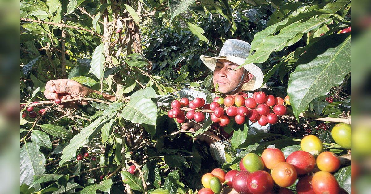 Café peruano: luces y sombras de una campaña 2023 incierta | Crisis del ...