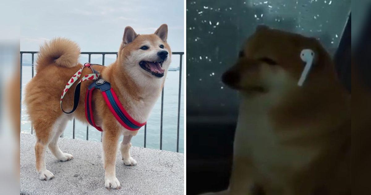 ‘Cheems’ se encuentra grave, informa su dueño: "Lo prometo, no lo ...