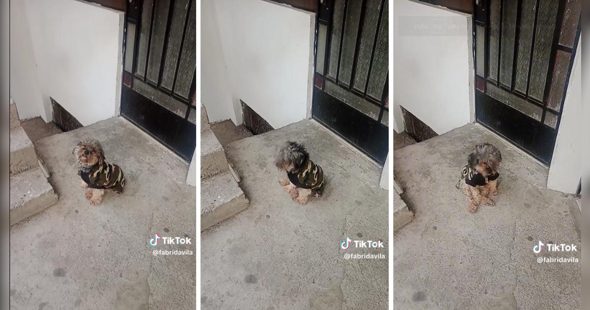 TikTok viral | Perrito ‘salsero’ impresiona con sus singulares ...