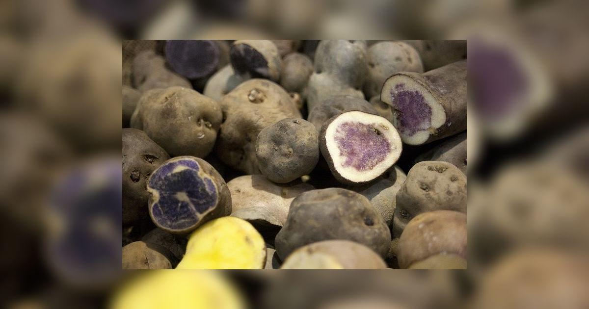 Día de Nacional de la Papa: exportación de este tubérculo sumo más de ...