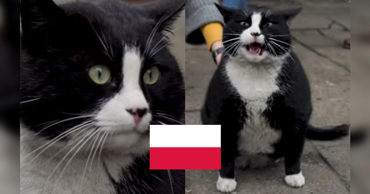 Gacek: el gato que se convirtió en la atracción turística más popular ...