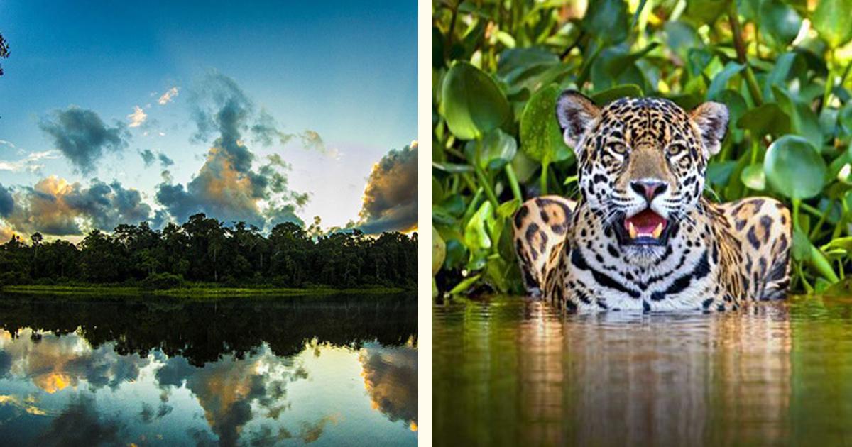 Parque Nacional del Manu cumple 50 años: ¿por qué se llama así y qué atractivos turísticos ...