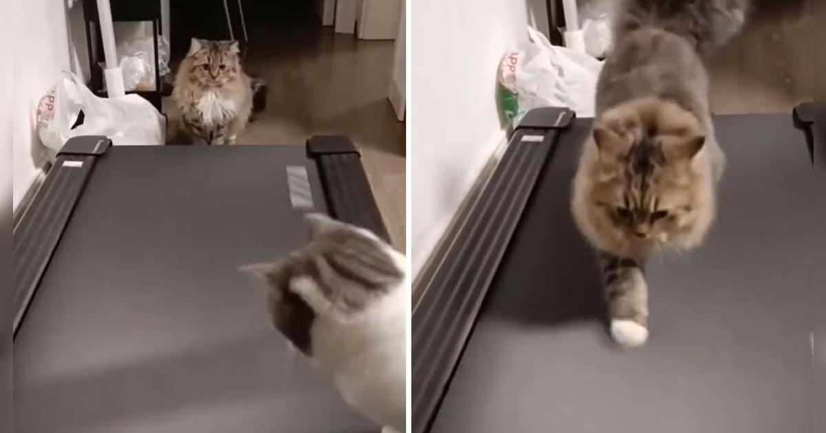 TikTok viral | ¡Michi fitness! Gatito se ejercita en máquina de correr ...