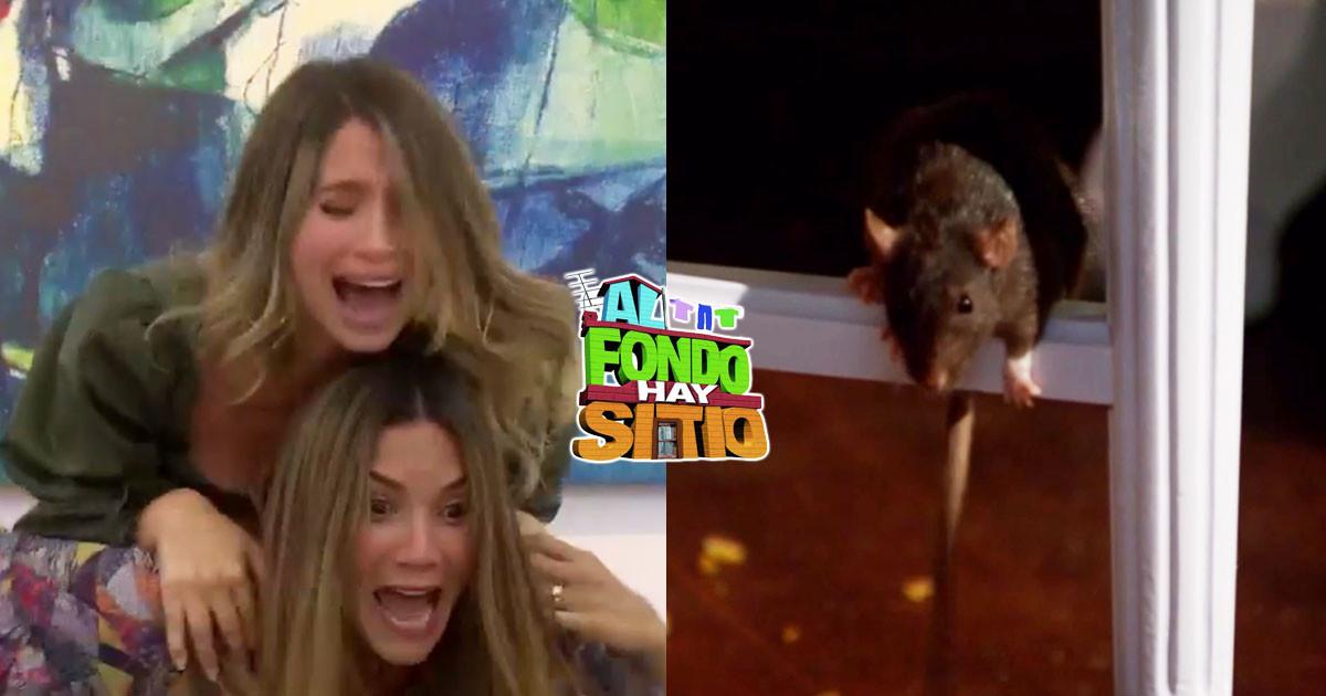 Al Fondo Hay Sitio: rata arruina galería de Macarena y el futuro de ...