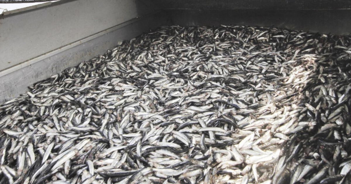 Produce Autoriza Inicio De La Primera Temporada De Pesca De Anchoveta