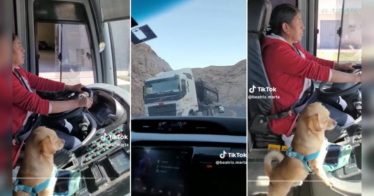 TikTok | Puno | “Siempre atento, Firulais”: mujer sorprende al conducir ...