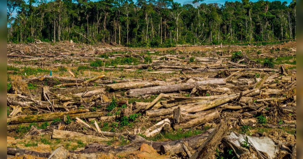 Deforestación: es urgente combatirla, por Beatriz Salazar | Opinión ...