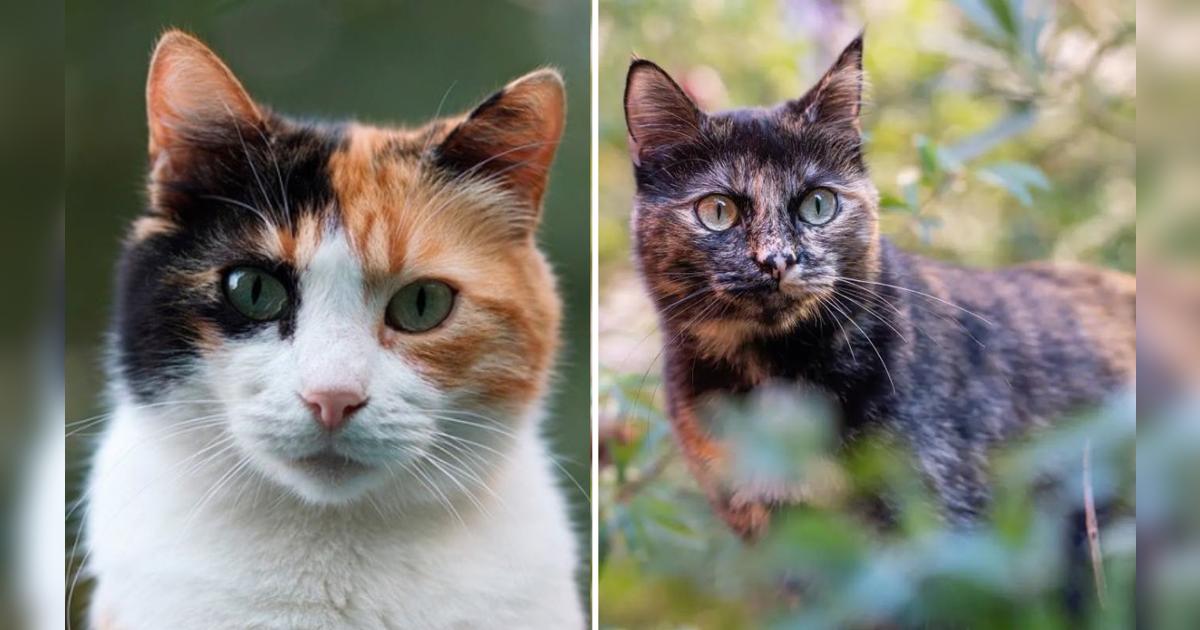 ¿Por qué casi todos los gatos tricolores son hembras? Este es el ...