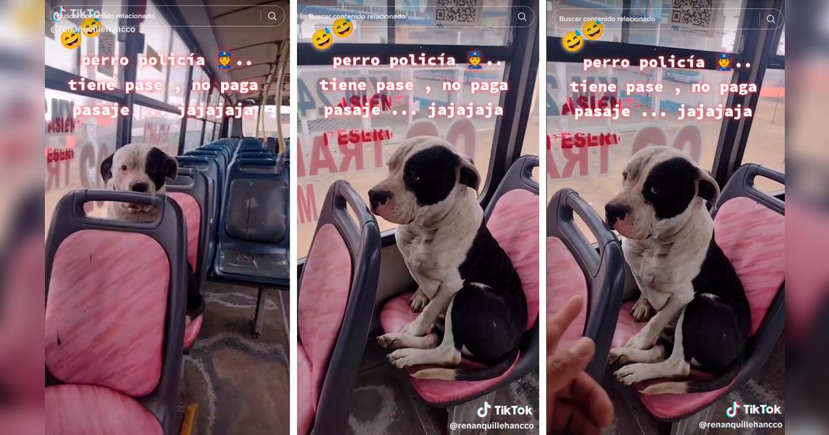 TikTok viral: perrito sube a bus y hace el 'loco' cuando le quieren ...