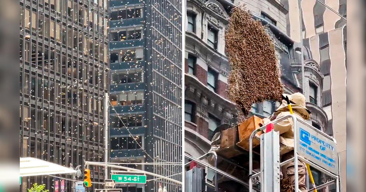 Millones de abejas invaden Nueva York: autoridades cercaron el Times Square para remover al ...