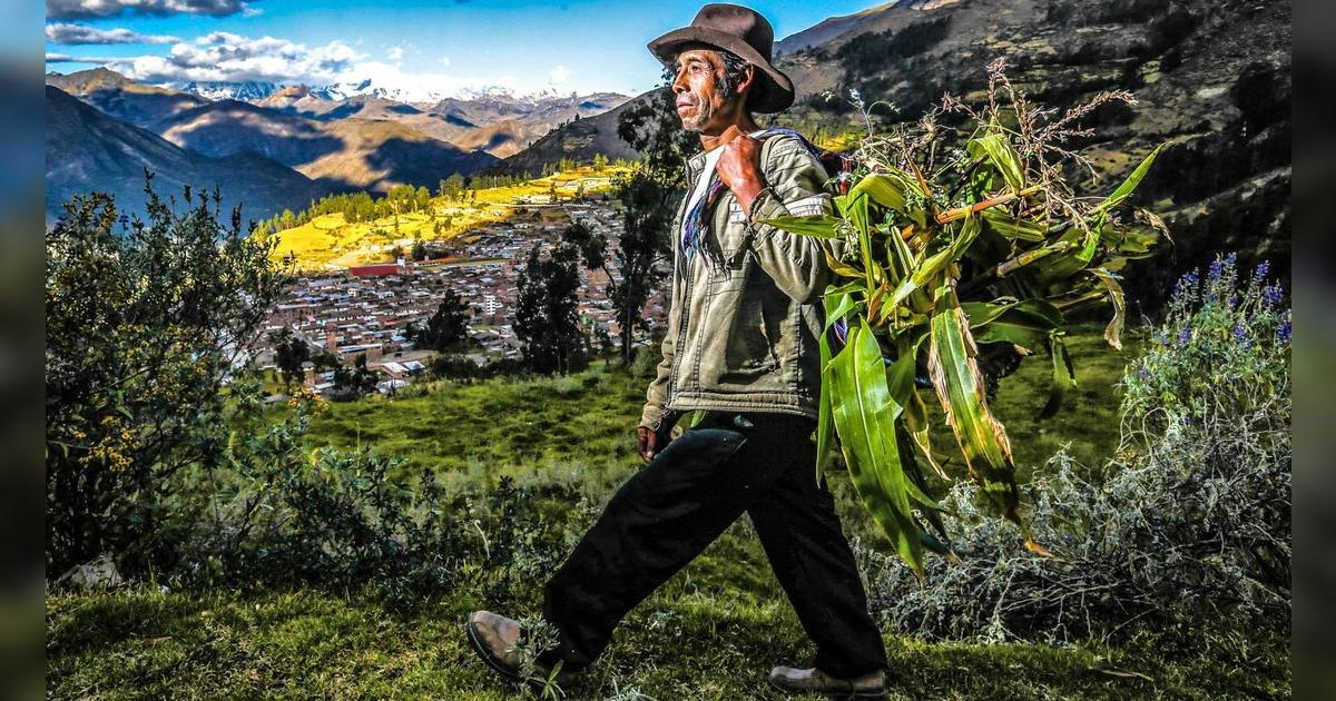 Día del Campesino: en el Perú, 4 de cada 10 agricultores están en ...