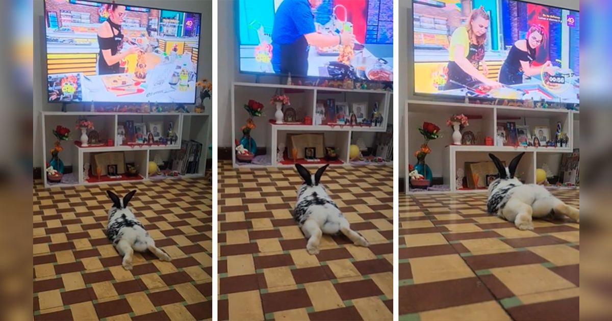 El gran chef famosos | Conejo mira atentamente programa de cocina y ...