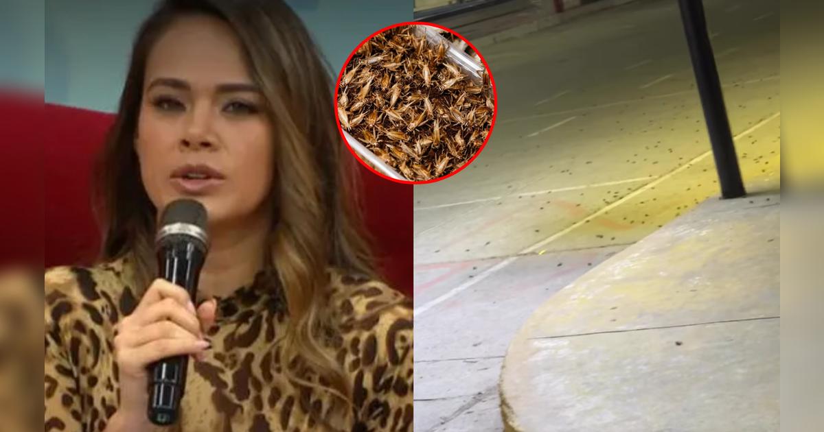Jossmery Toledo asustada con la infestación de insectos en el norte ...