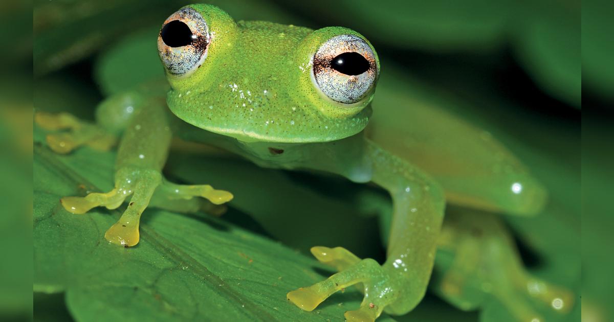 Perú: hallan una nueva especie de rana de cristal en Huánuco | Ciencia ...