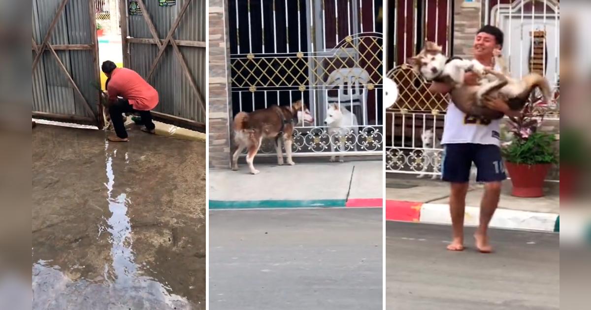 TikTok viral | Husky escapa de casa y dueño lo encuentra con perrita de ...