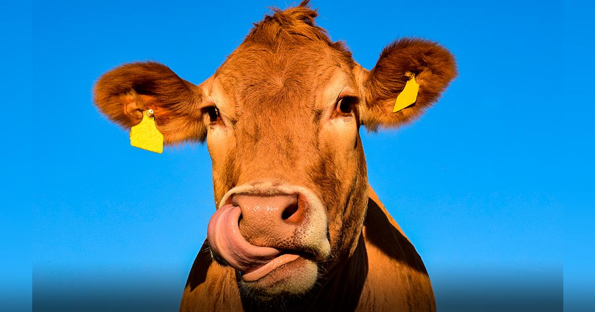 Viral | Una vaca fue vendida por S/14 millones: ¿de qué raza es el animal y por qué cuesta tanto ...