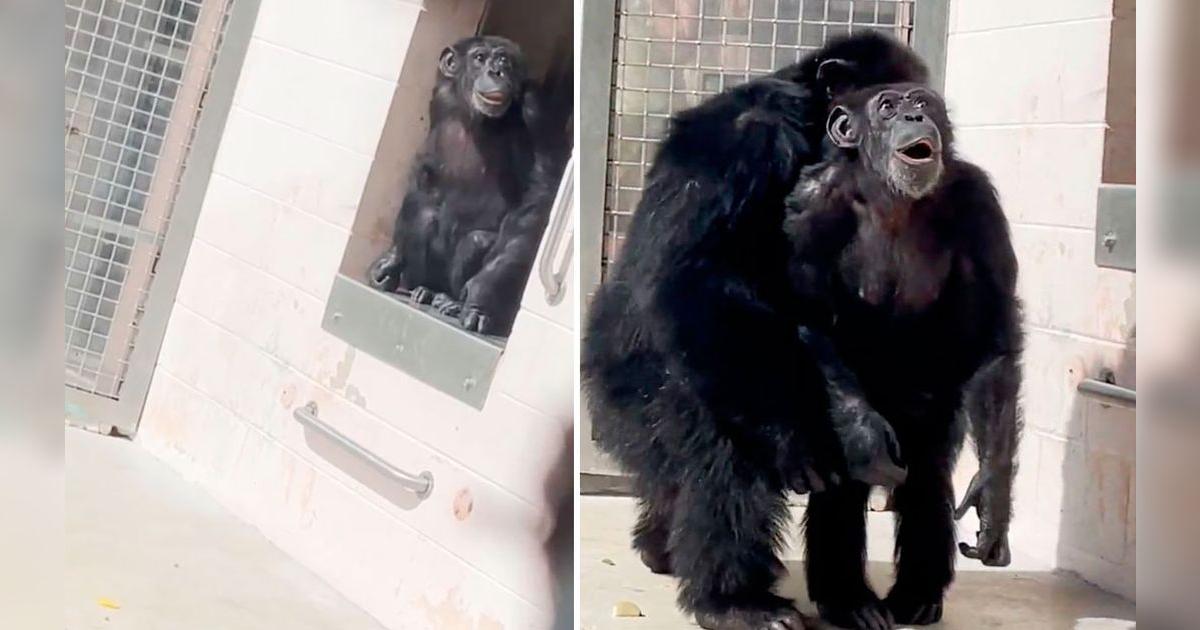 Viral | La emotiva reacción de un chimpancé al ver por primera vez el ...