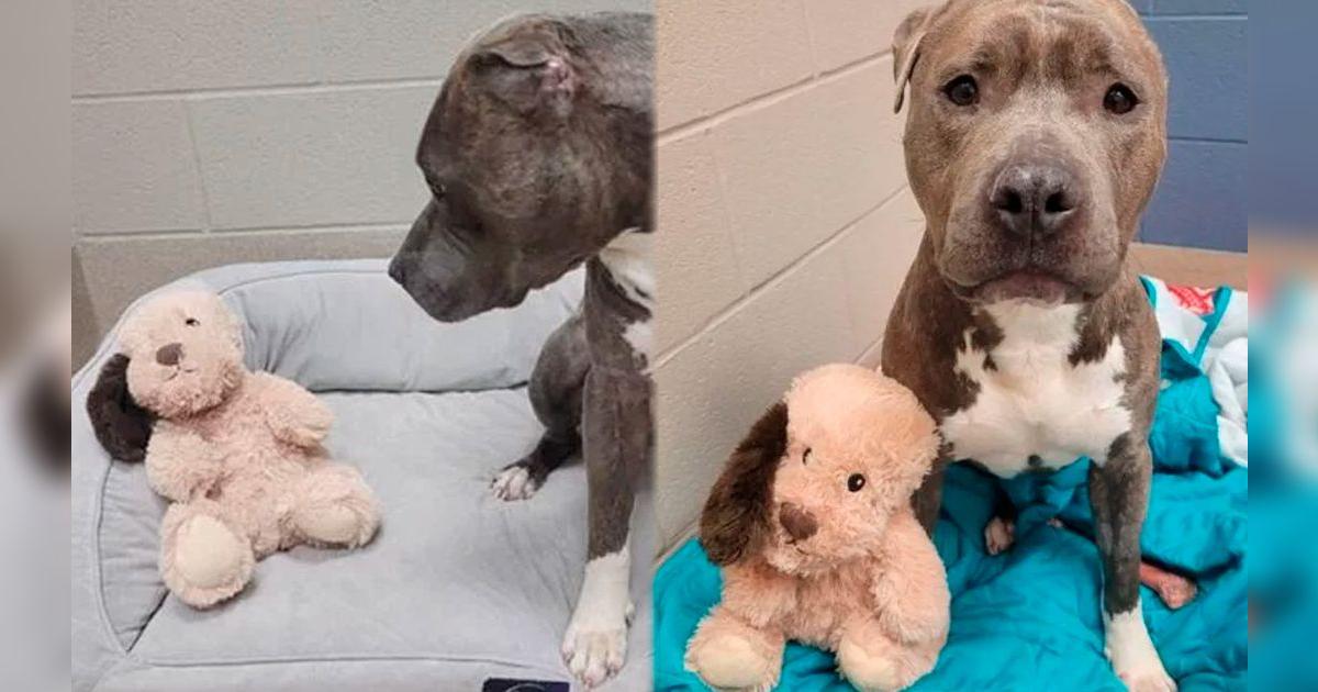 ¡Quiso que se parezcan! Perrito rescatado sin una oreja le arranca la ...