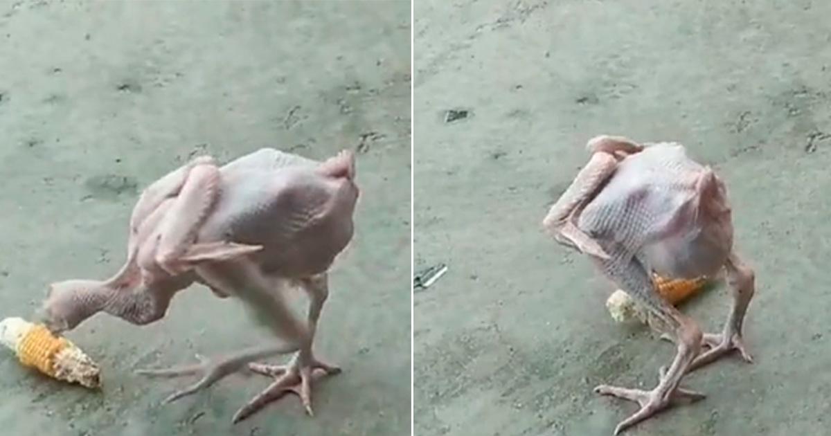 Ave sorprende con inesperado look y usuarios reaccionan: “Castillo, el ...