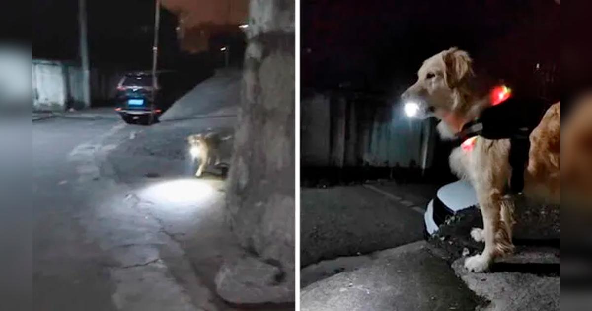 TikTok viral | Perrito espera con una linterna a su dueña para guiarla ...