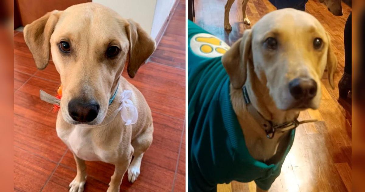 Carabayllo: piden ayuda para encontrar a perrito perdido | Perros ...