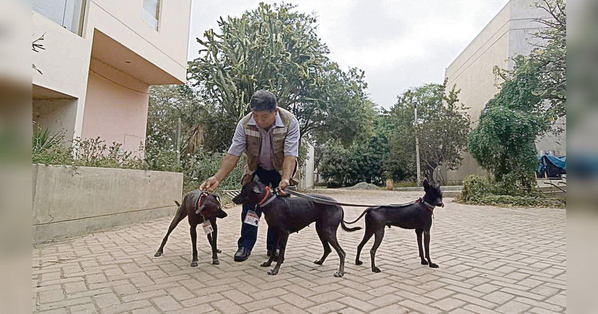 Sicán, Cium y Mochica: guardianes de un museo en Lambayeque | Museo ...