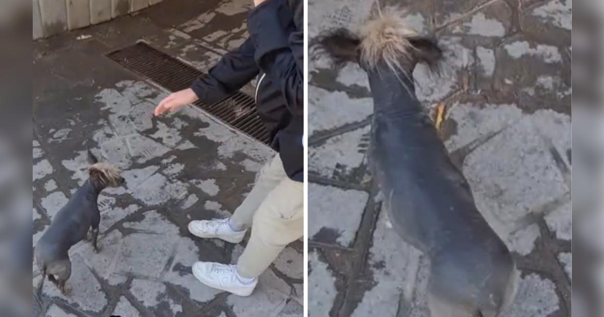 Españoles ven a un perro peruano por primera vez y se sorprenden ...