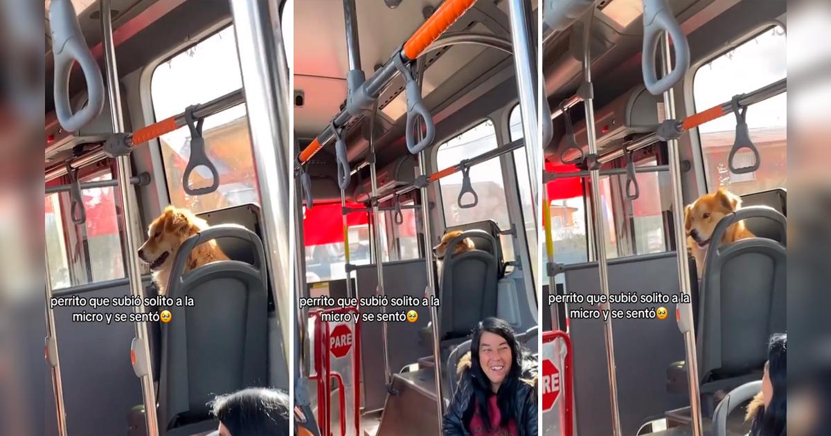 TikTok: ¡Ampayado en plena fuga! Mujer encontró a su perro en ...