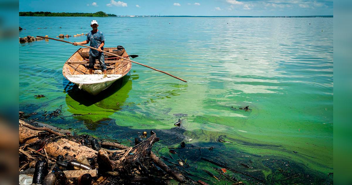 Lago de Maracaibo contaminado: por qué está cada vez más verde y qué ...