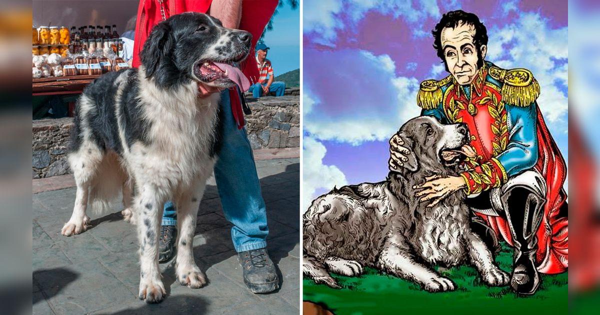 Los Mucuchíes: ¿cuál es el curioso origen del perro nacional de ...