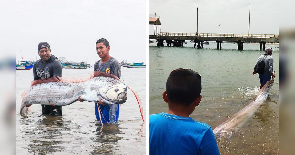 Tumbes: Pez remo de 3 metros de largo aparece en las costas de la playa ...