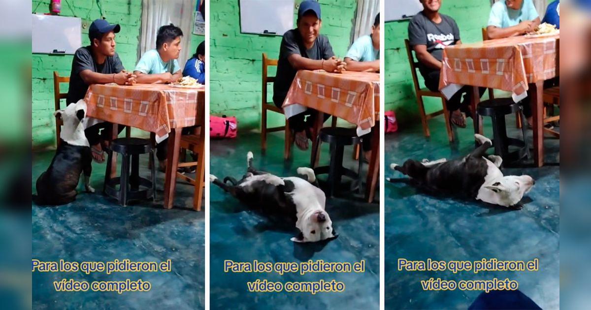 TikTok viral | Perrito actúa como desmayado para que sus dueños le den ...