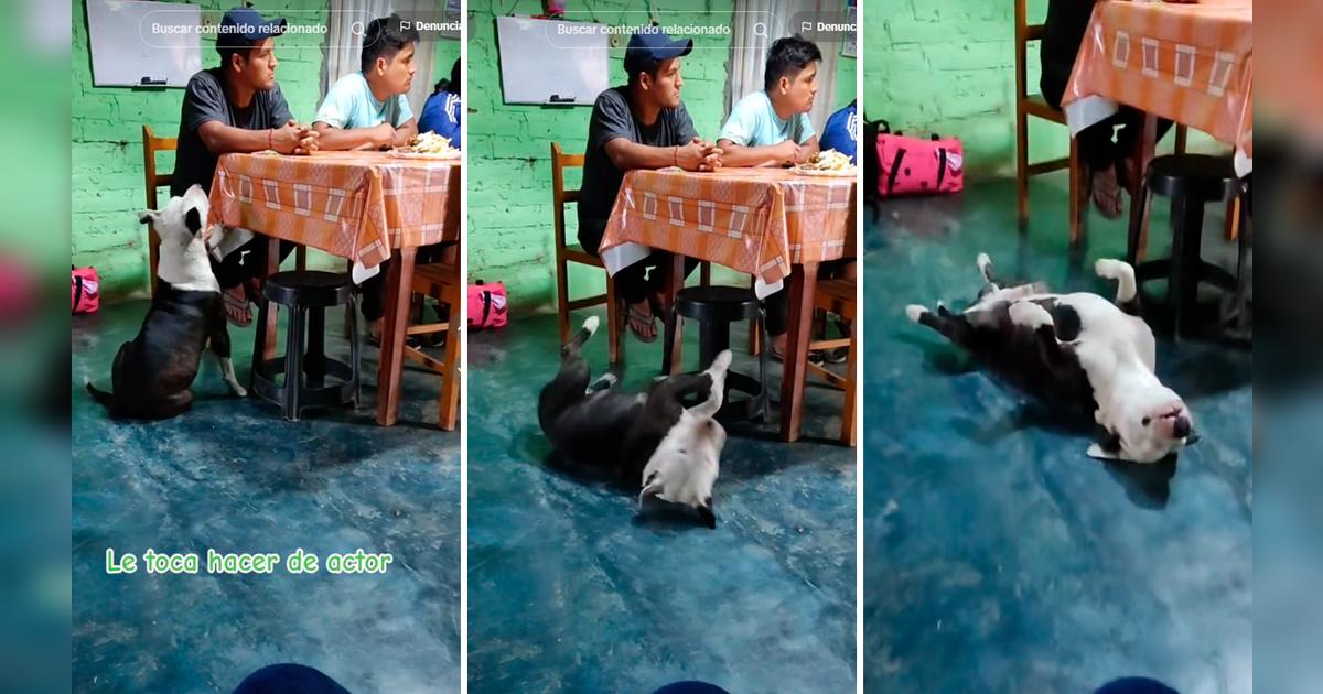 TikTok | Perrito pide comida y al ver que sus dueños lo ignoran se ...