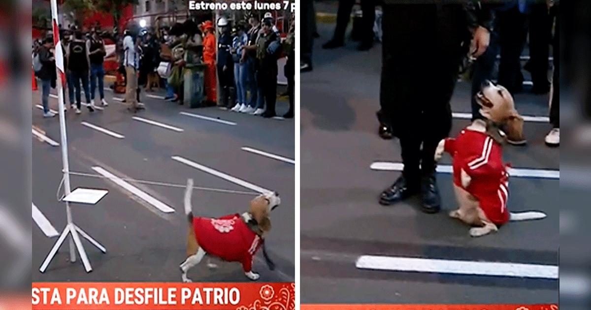 Fiestas Patrias | Perú | Perrito iza y saluda la bandera peruana en ...