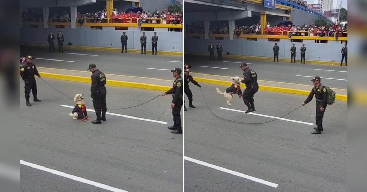 Desfile Cívico Militar: Perrito policía salta soga en desfile militar y ...
