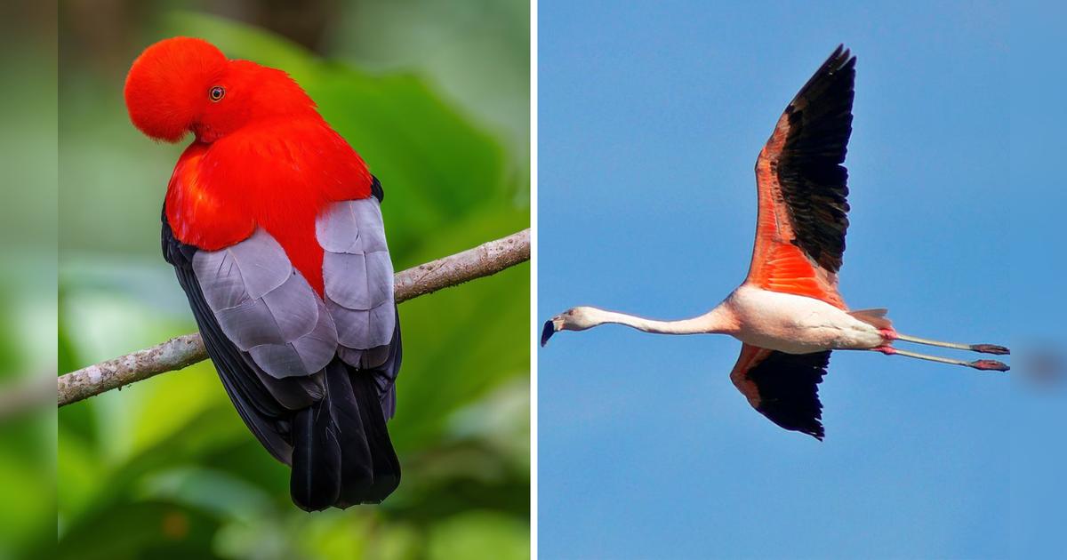 Ni el gallito de las rocas ni la parihuana: esta es el ave más hermosa ...
