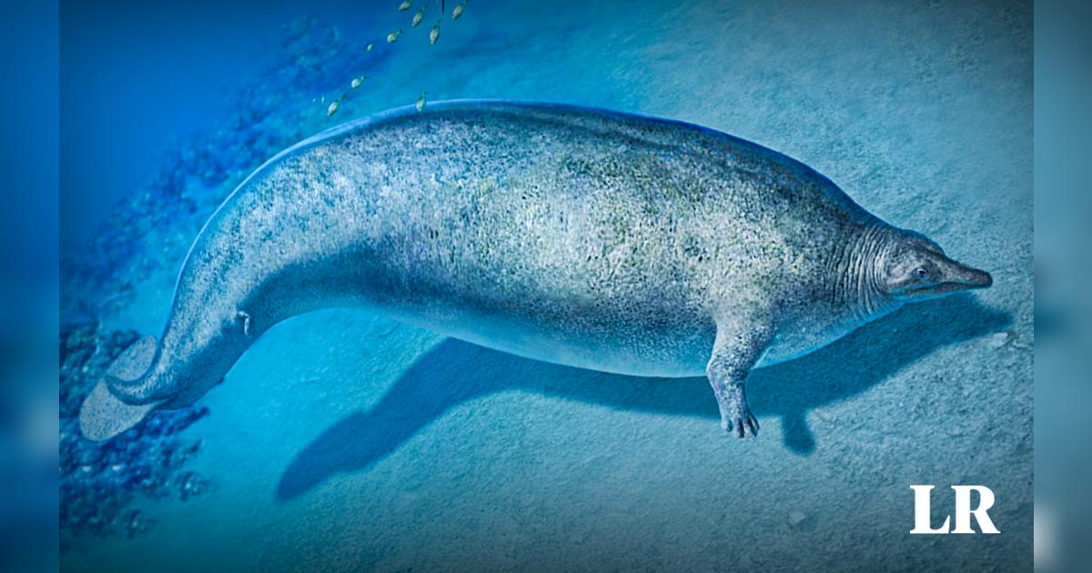 Cómo era el Perucetus Colossus, el animal más pesado de la Tierra ...